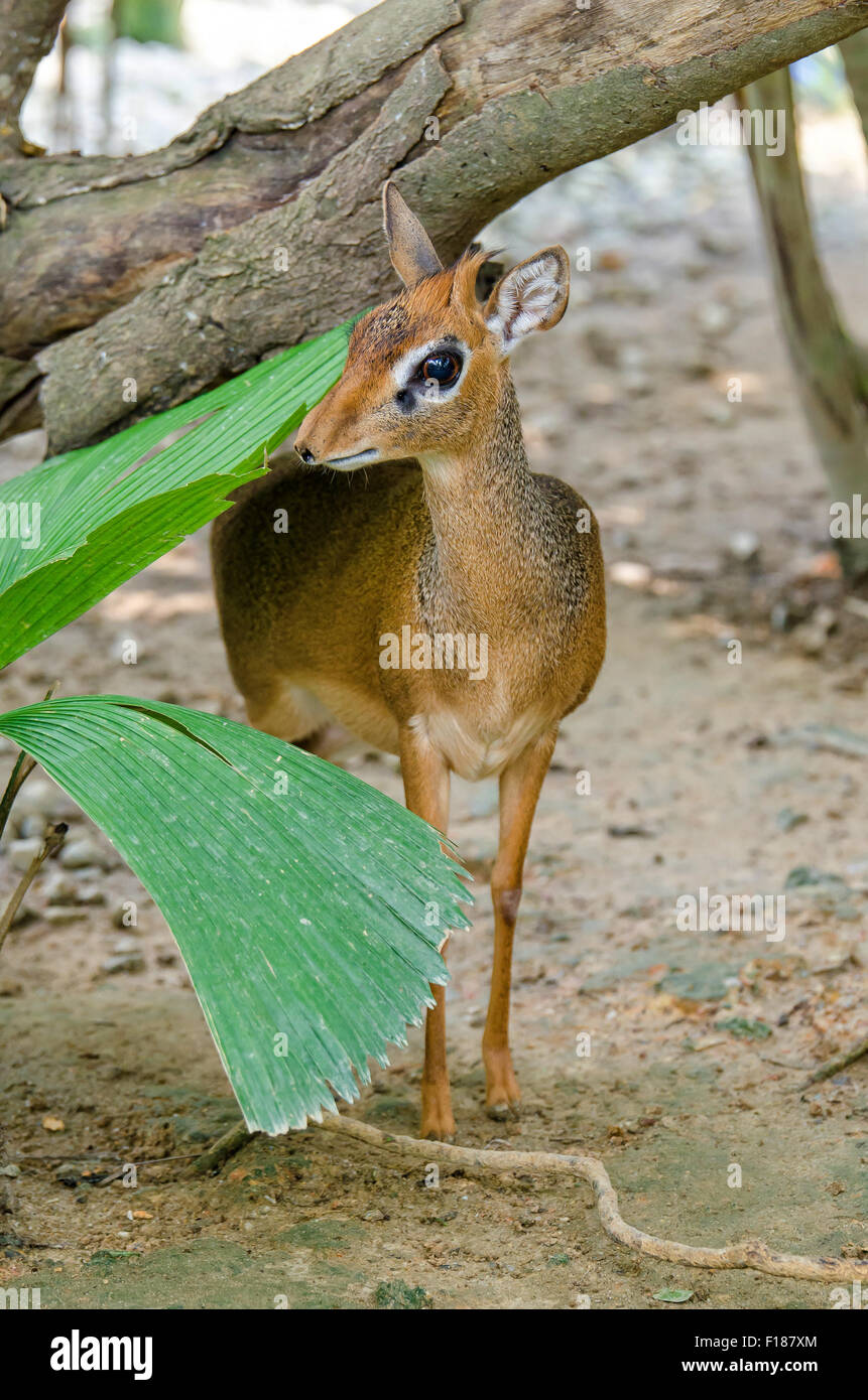 Kirk's Dik-Dik is a small antelope,the characteristic is their mouth ...