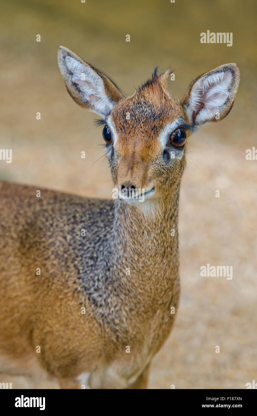 Kirk's Dik-Dik is a small antelope,the characteristic is their mouth ...
