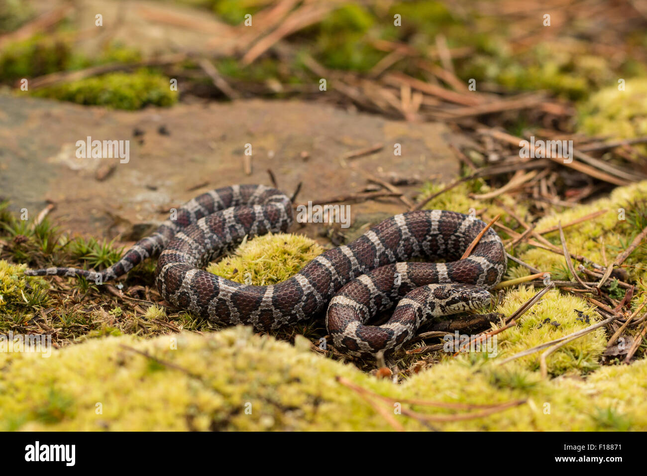 Juvenile eastern milk snake - Lampropeltis triangulum Stock Photo - Alamy