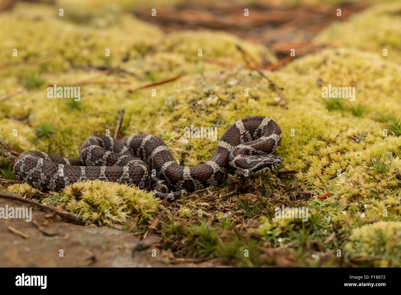 Eastern milk snakes hi-res stock photography and images - Alamy