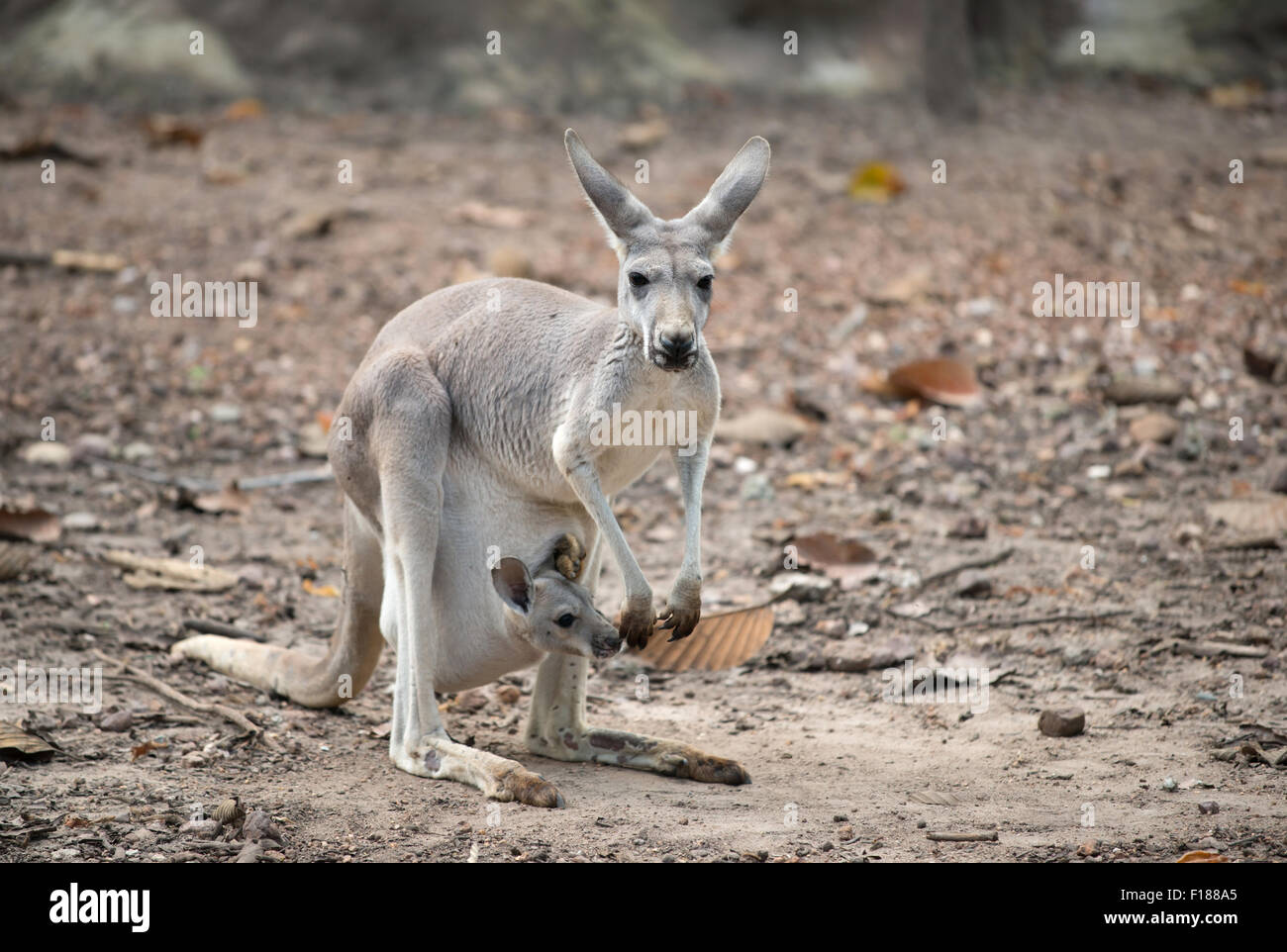 Red kangaroo joey in hi-res stock photography and images - Alamy