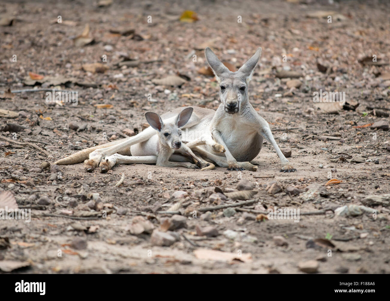 Baby kangaroo pouch hi-res stock photography and images - Alamy