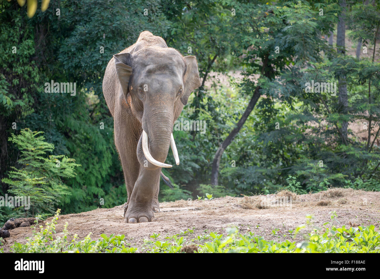 Thailand elephant hi-res stock photography and images - Alamy