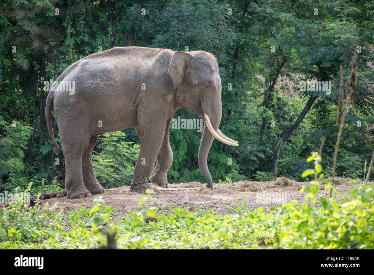 male asia elephent tether with chain in thailand Stock Photo - Alamy