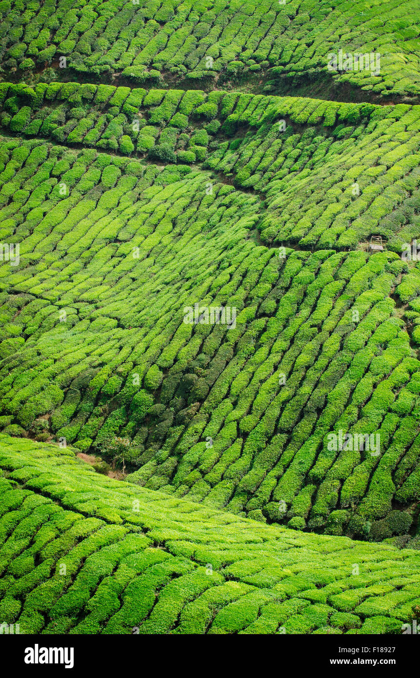 Tea plantation,Cameron Highlands Stock Photo - Alamy