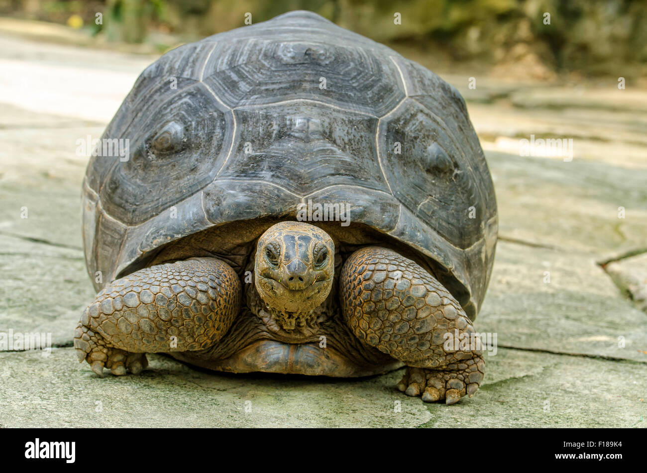 The habitat of the Aldabra Tortoise is Island of the Aldabra Atoll in ...