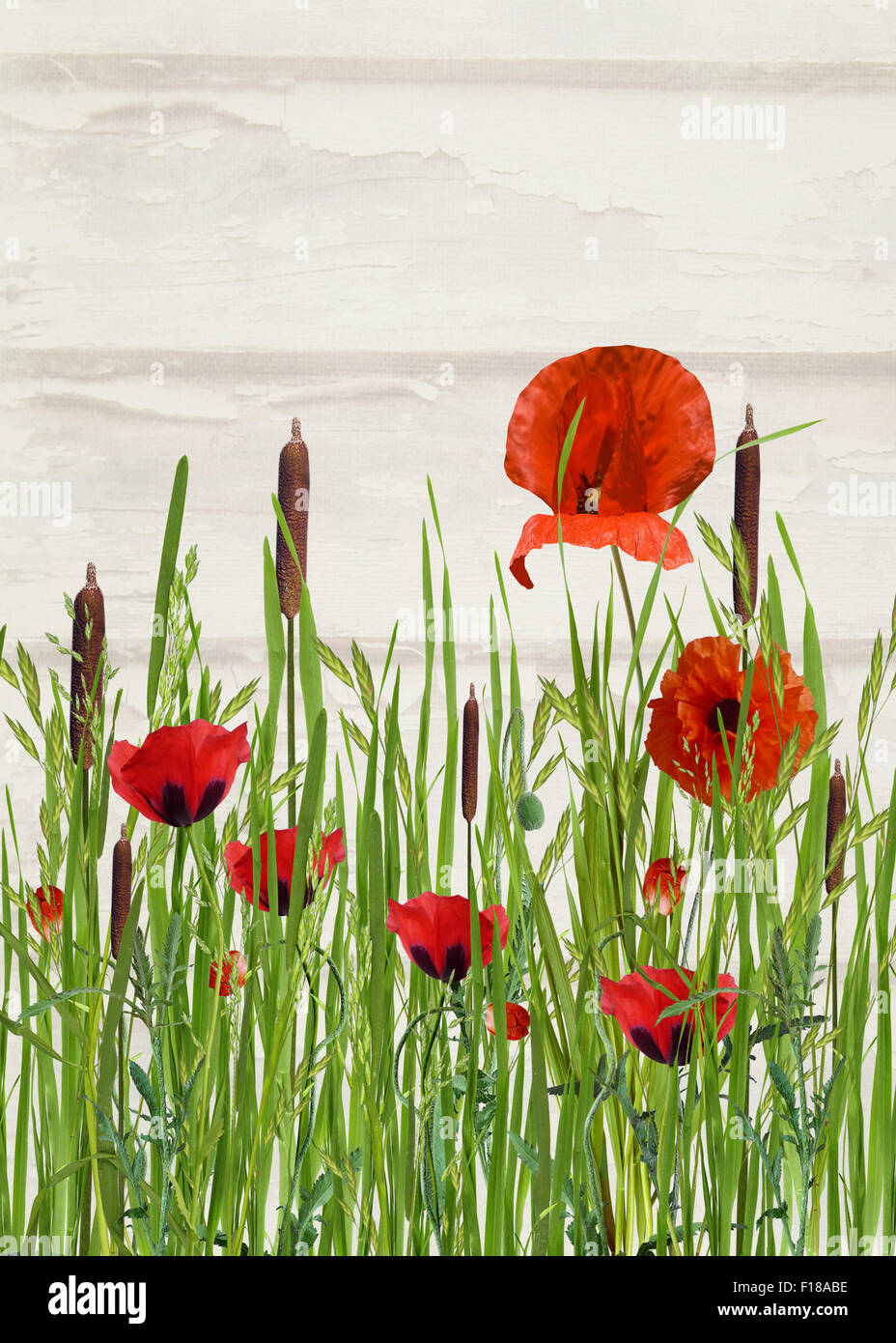 Orange poppies and cattails in tall grass Stock Photo - Alamy