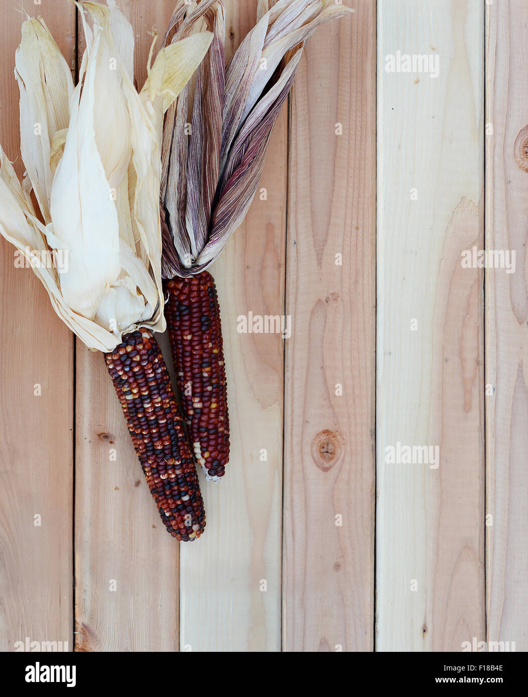 Two ear of flint corn, also known as Indian corn, sitting on rustic ...