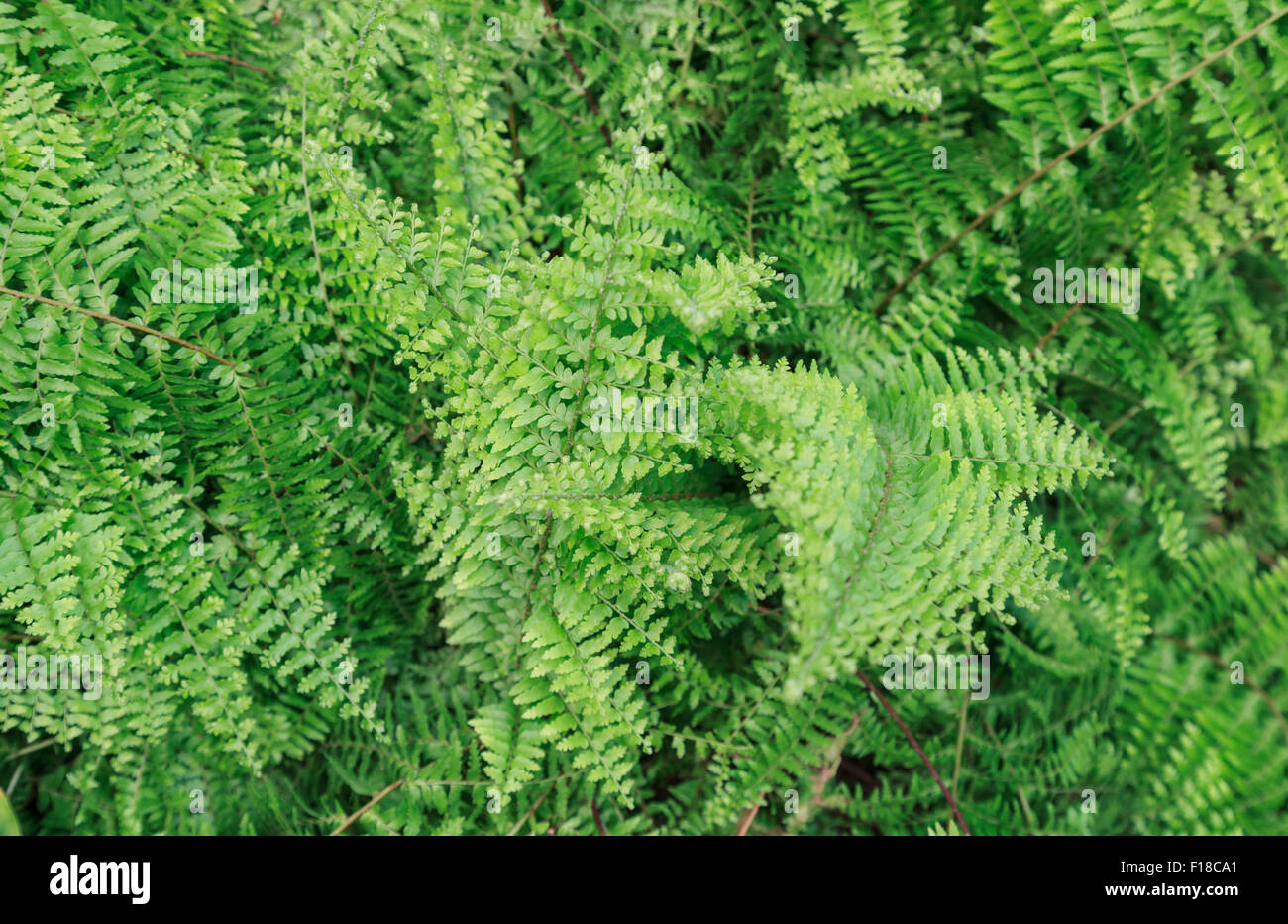 Green fern background in an orchid garden in a greenhouse Stock Photo ...