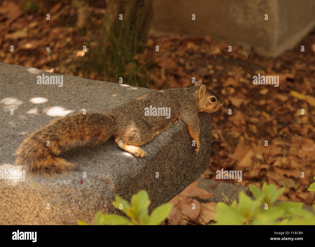A tired squirrel takes a rest on a park bench on a hot day when the ...