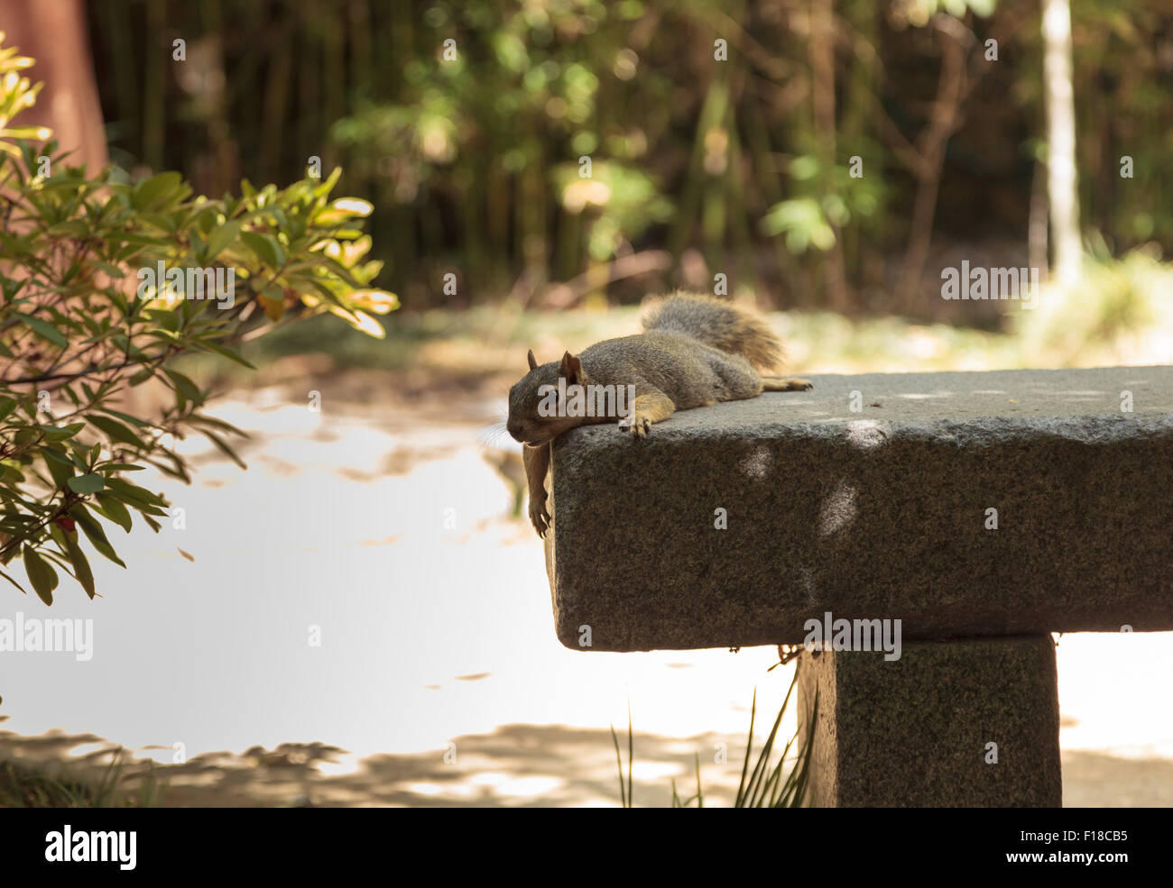 A tired squirrel takes a rest on a park bench on a hot day when the ...