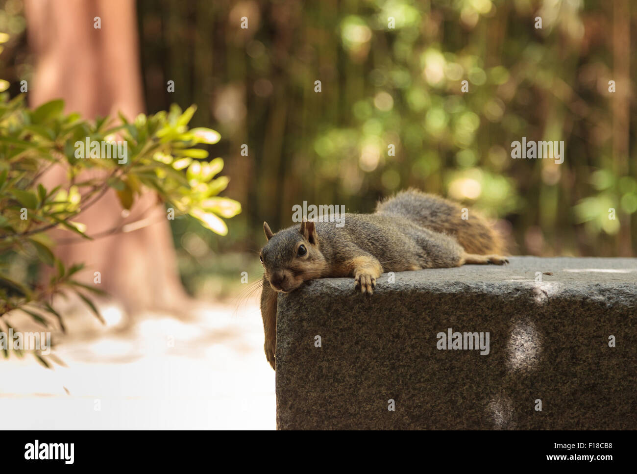 A tired squirrel takes a rest on a park bench on a hot day when the ...