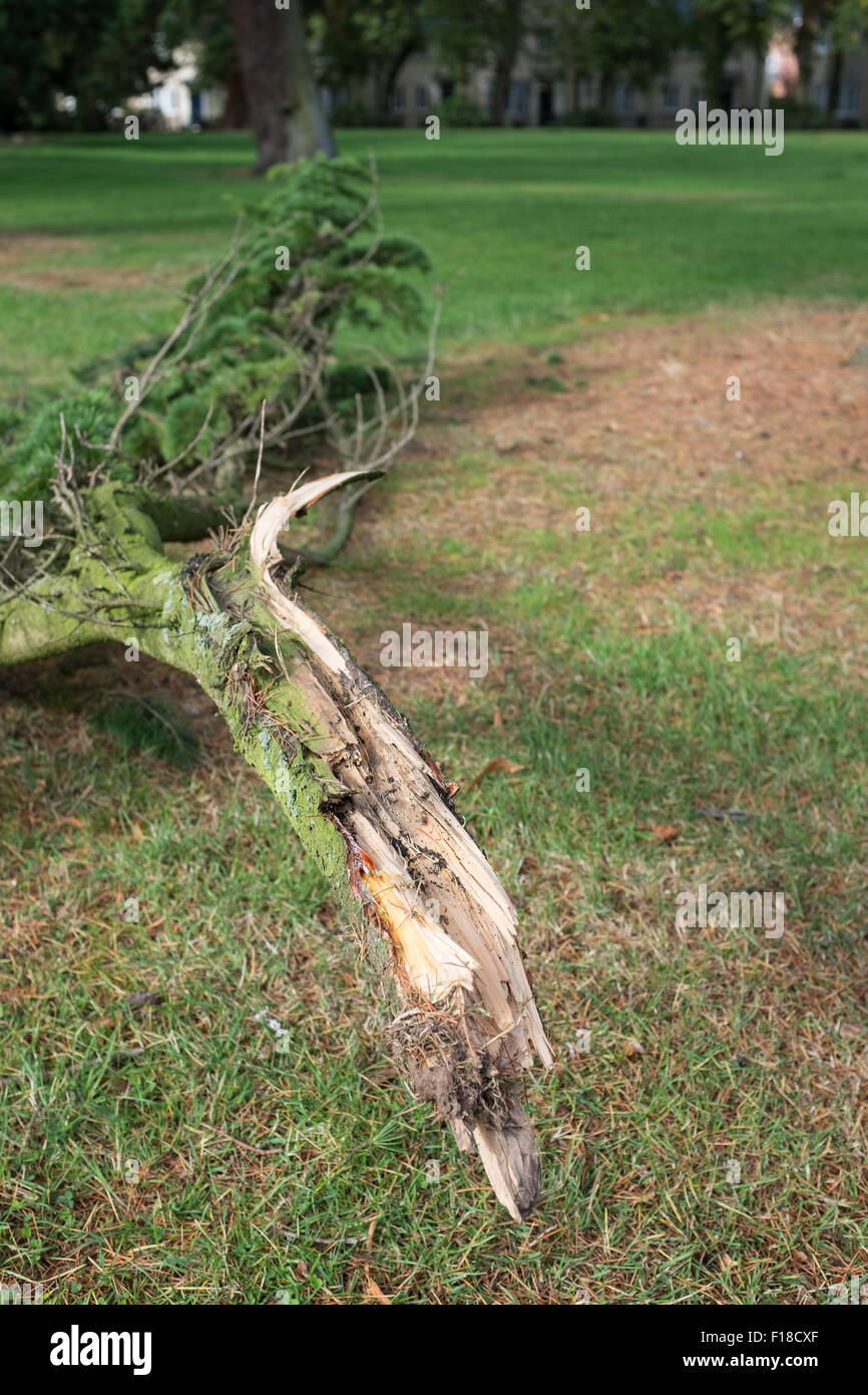 Tree branch snapped off hi-res stock photography and images - Alamy