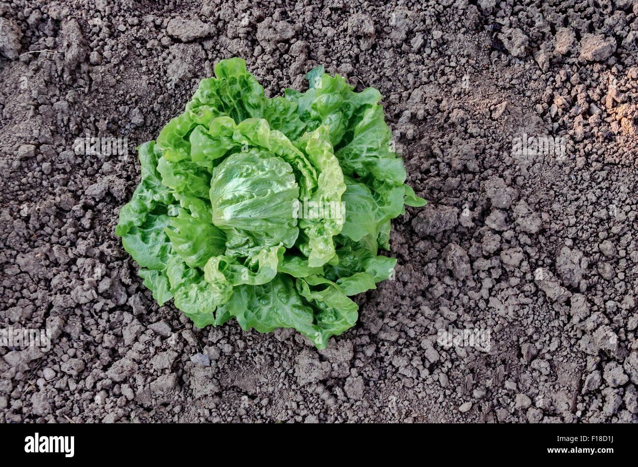 Fresh green butterhead lettuce in the vegetable garden, Bulgaria Stock ...