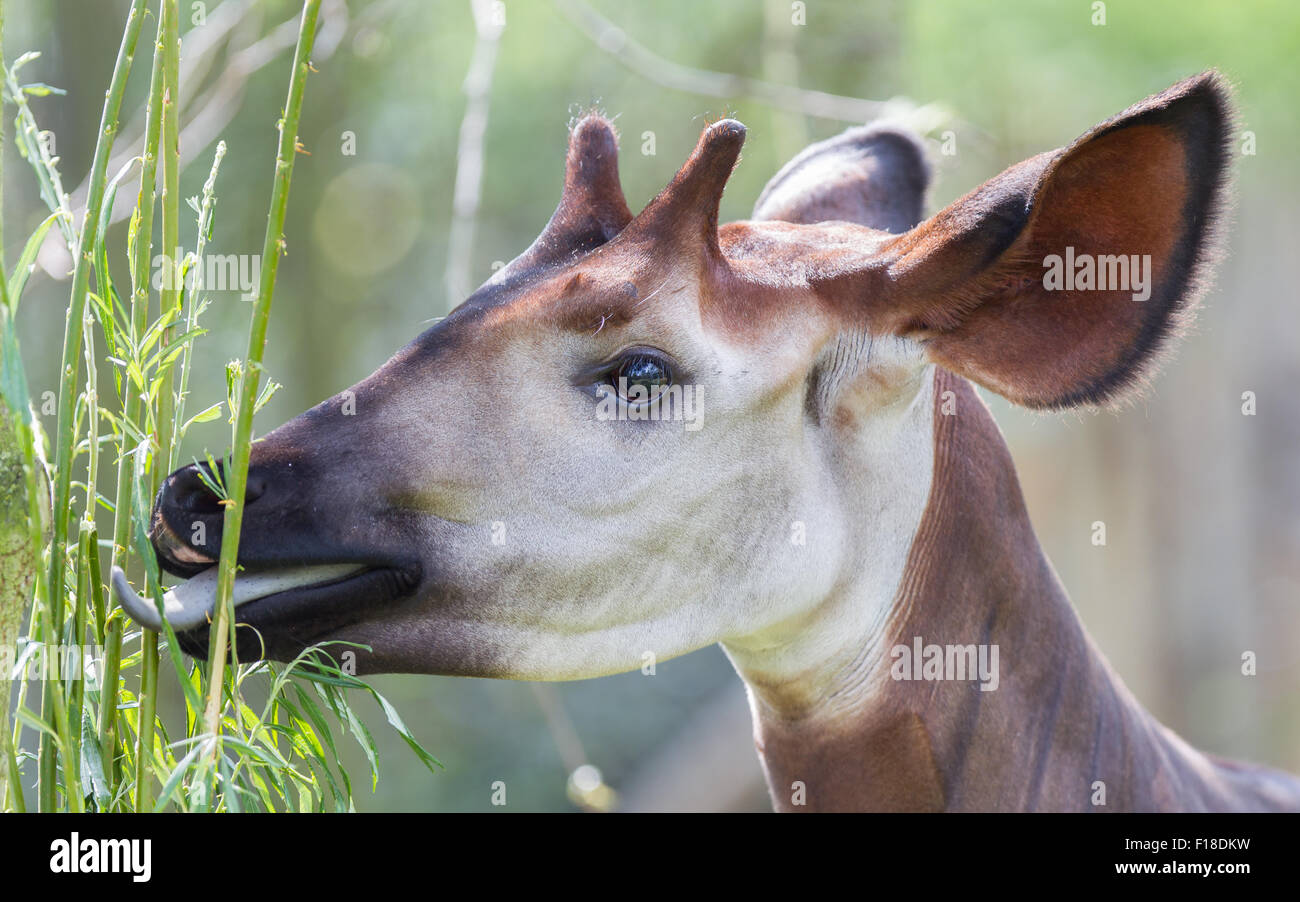 Okapi tongue hi-res stock photography and images - Alamy