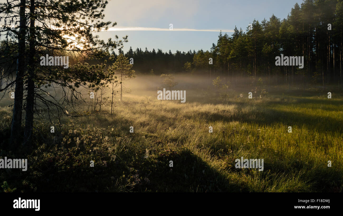 misty morning at hiking trail Stock Photo - Alamy