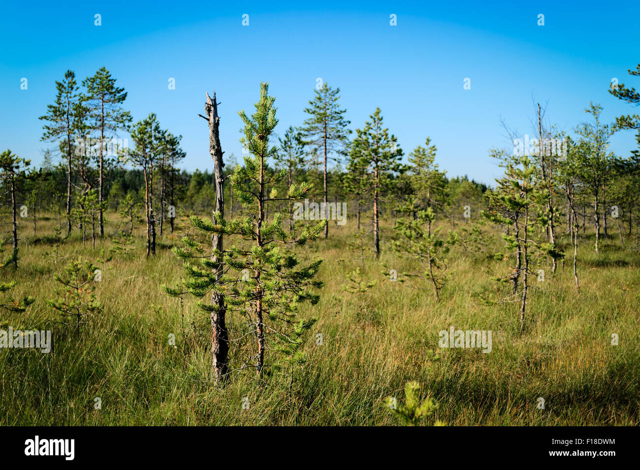 Swamp trees hi-res stock photography and images - Alamy