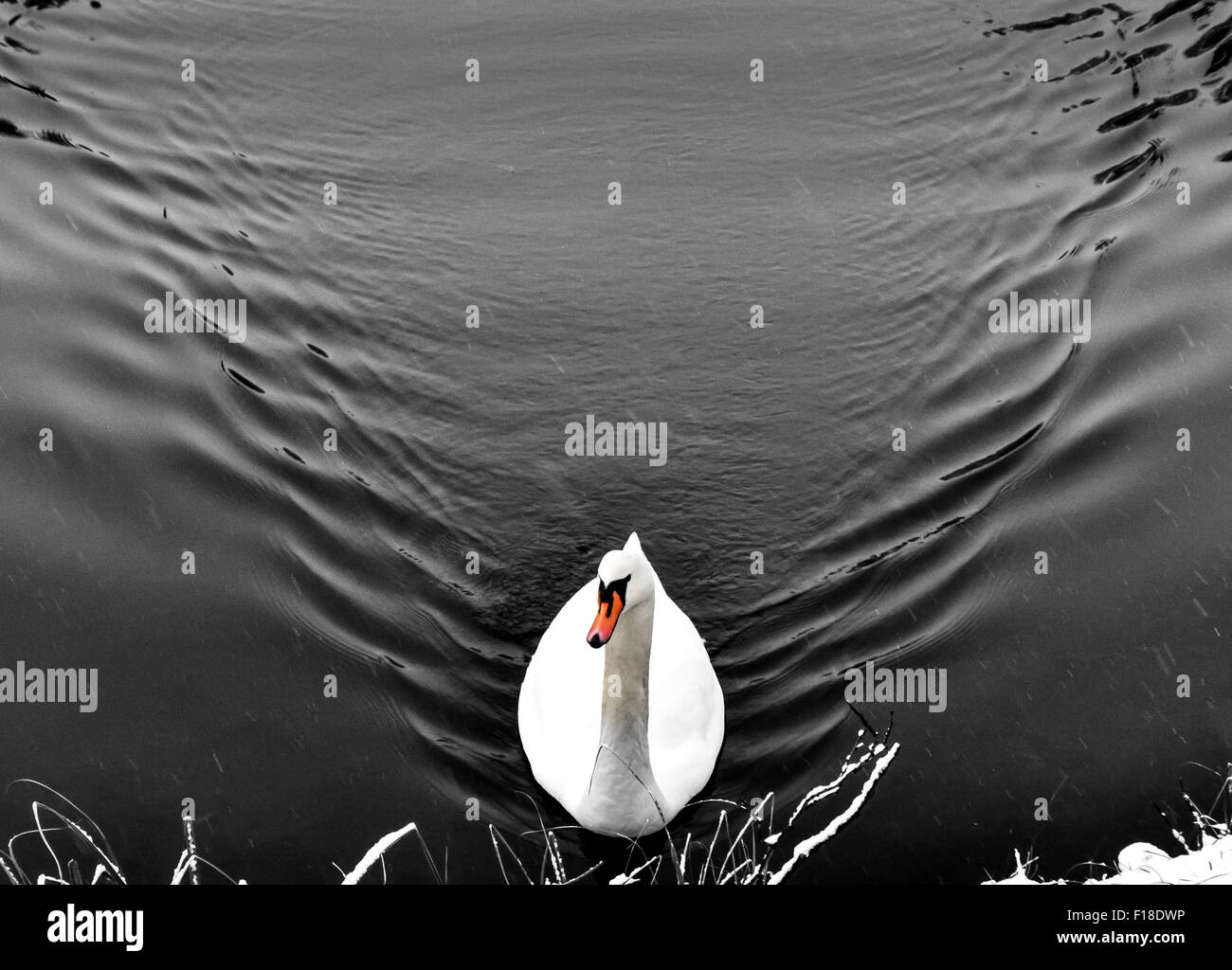 Black pond hi-res stock photography and images - Alamy