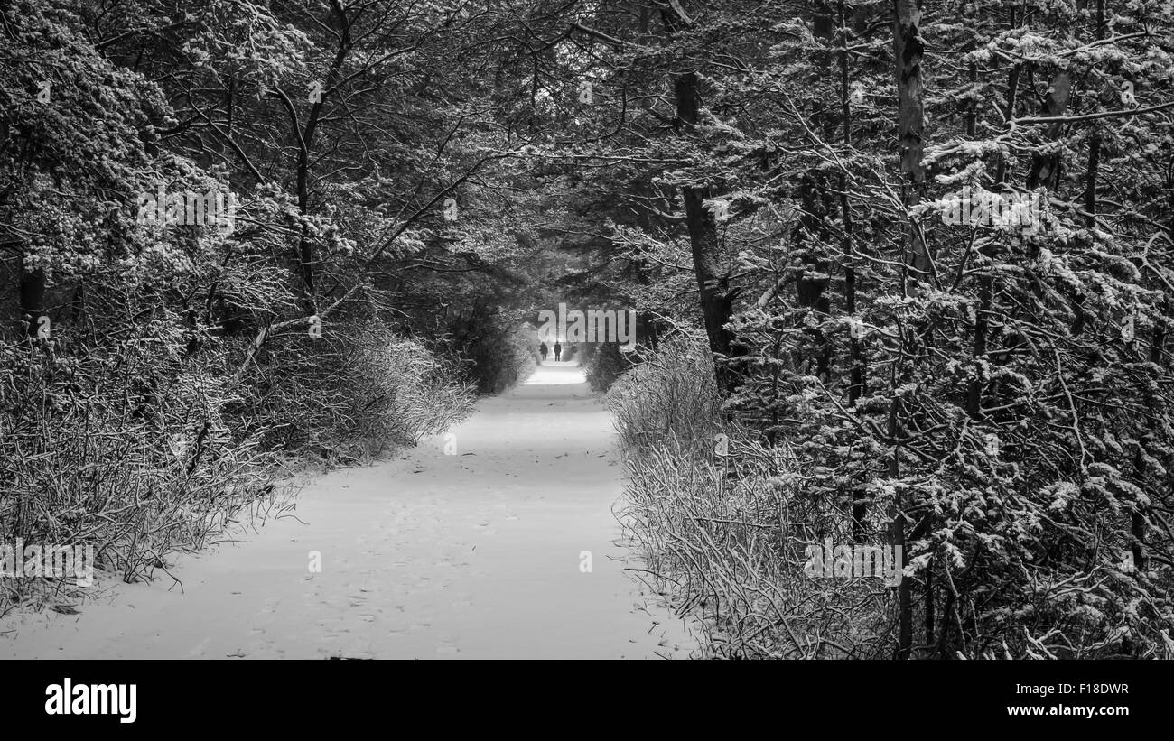 path in black forest Stock Photo - Alamy