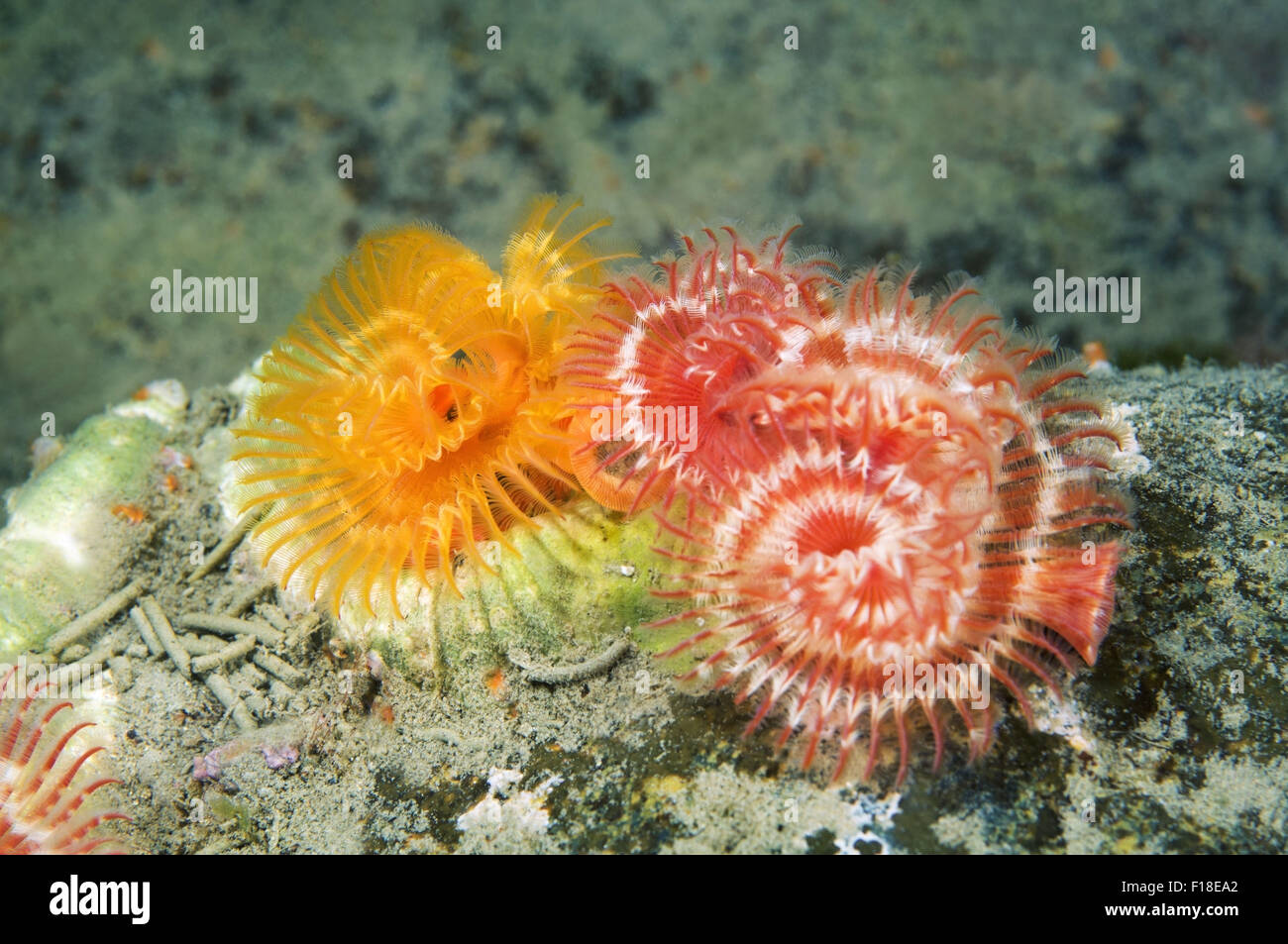 Calcareous tubeworm hi-res stock photography and images - Alamy