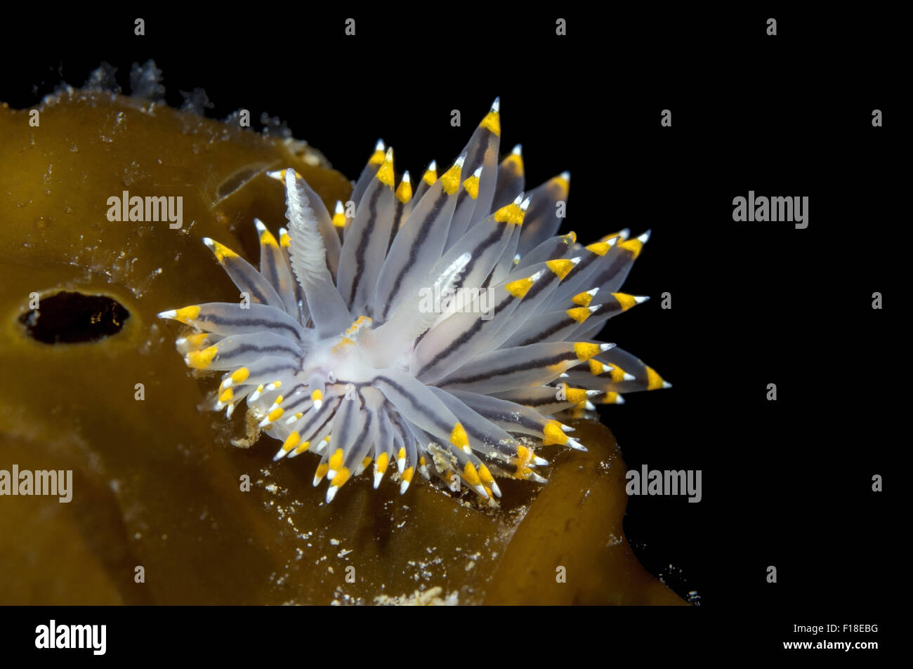 Sea Of Japan, Primorye, Far East, Russia. 15th Oct, 2014. Nudibranch or ...