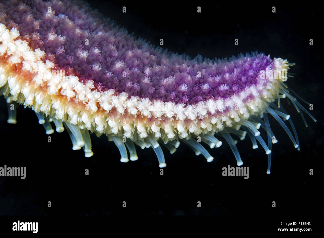 Japanese seastar hi-res stock photography and images - Alamy