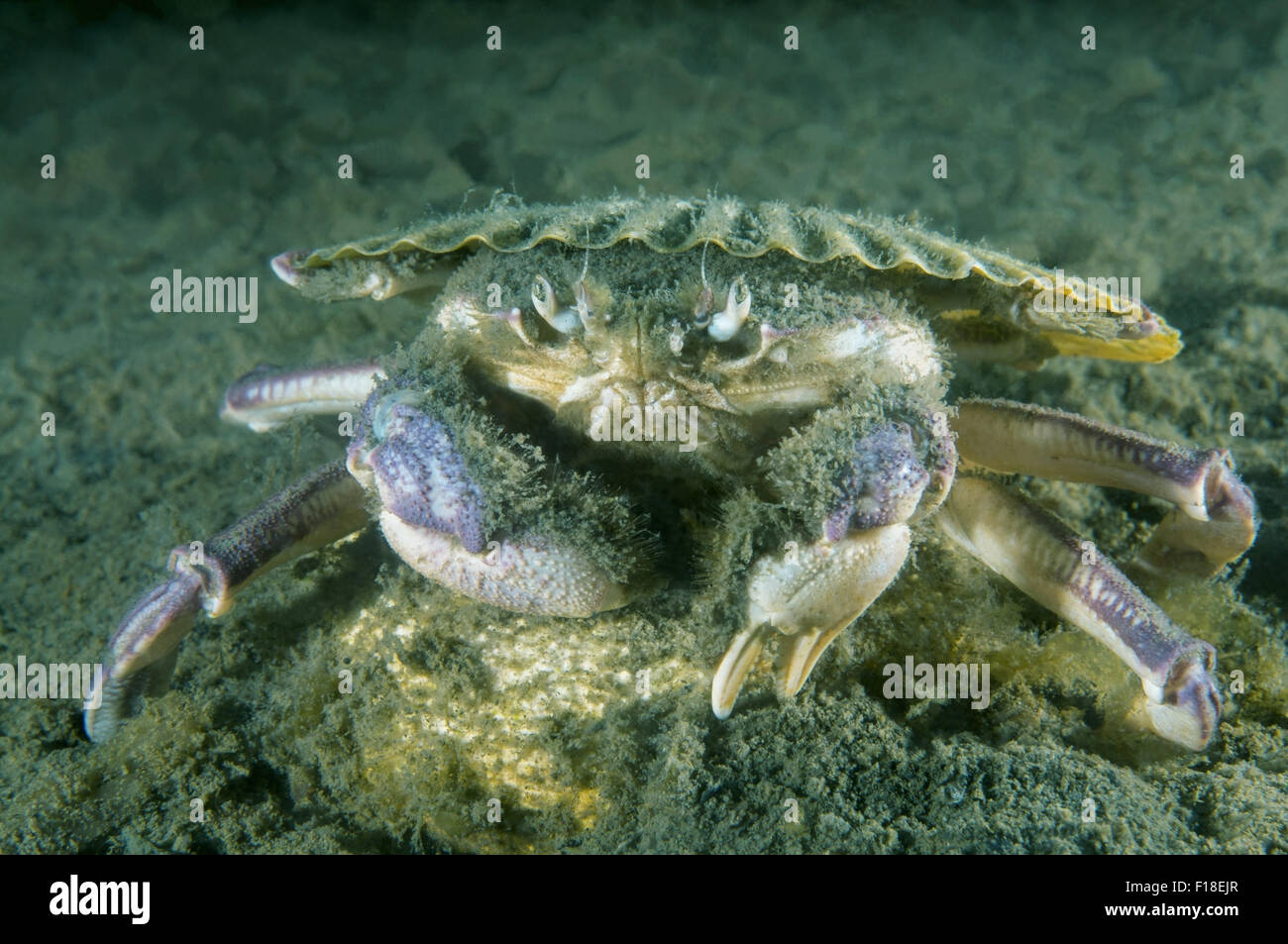 Sea Of Japan, Primorye, Far East, Russia. 15th Oct, 2014. Samurai crab ...