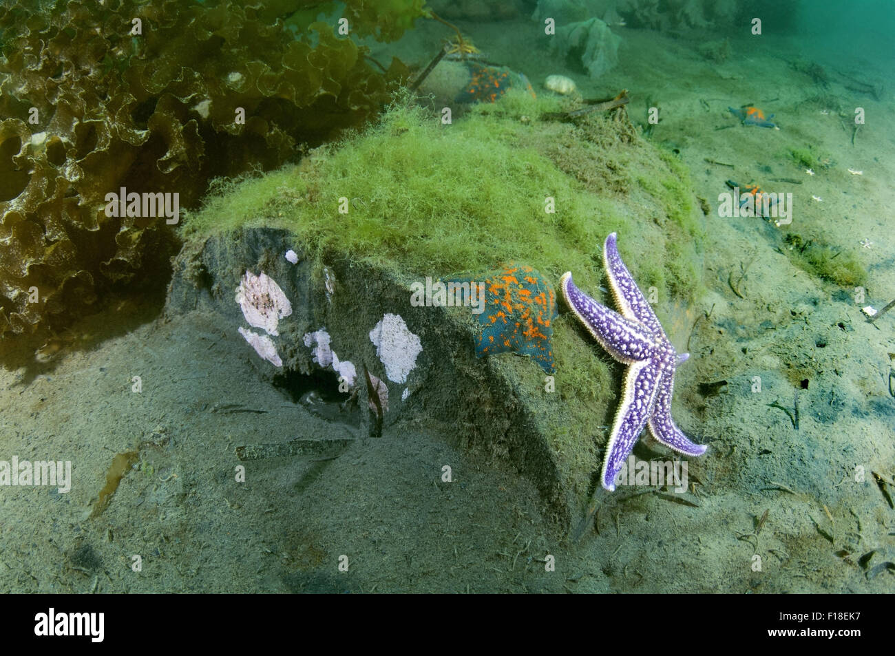 Japanese common starfish hi-res stock photography and images - Alamy