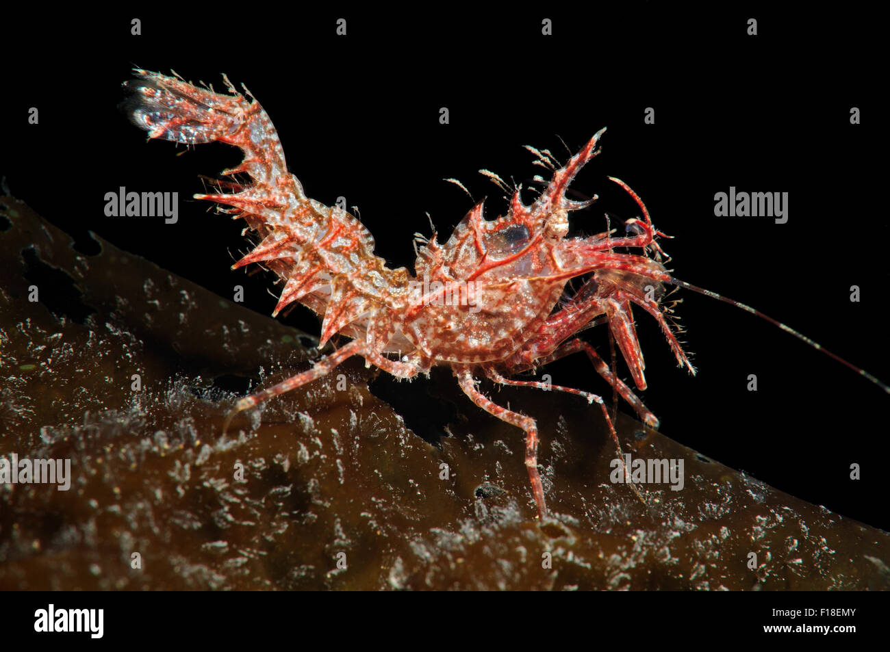 Sea Of Japan, Primorye, Far East, Russia. 15th Oct, 2014. Sharps shrimp ...