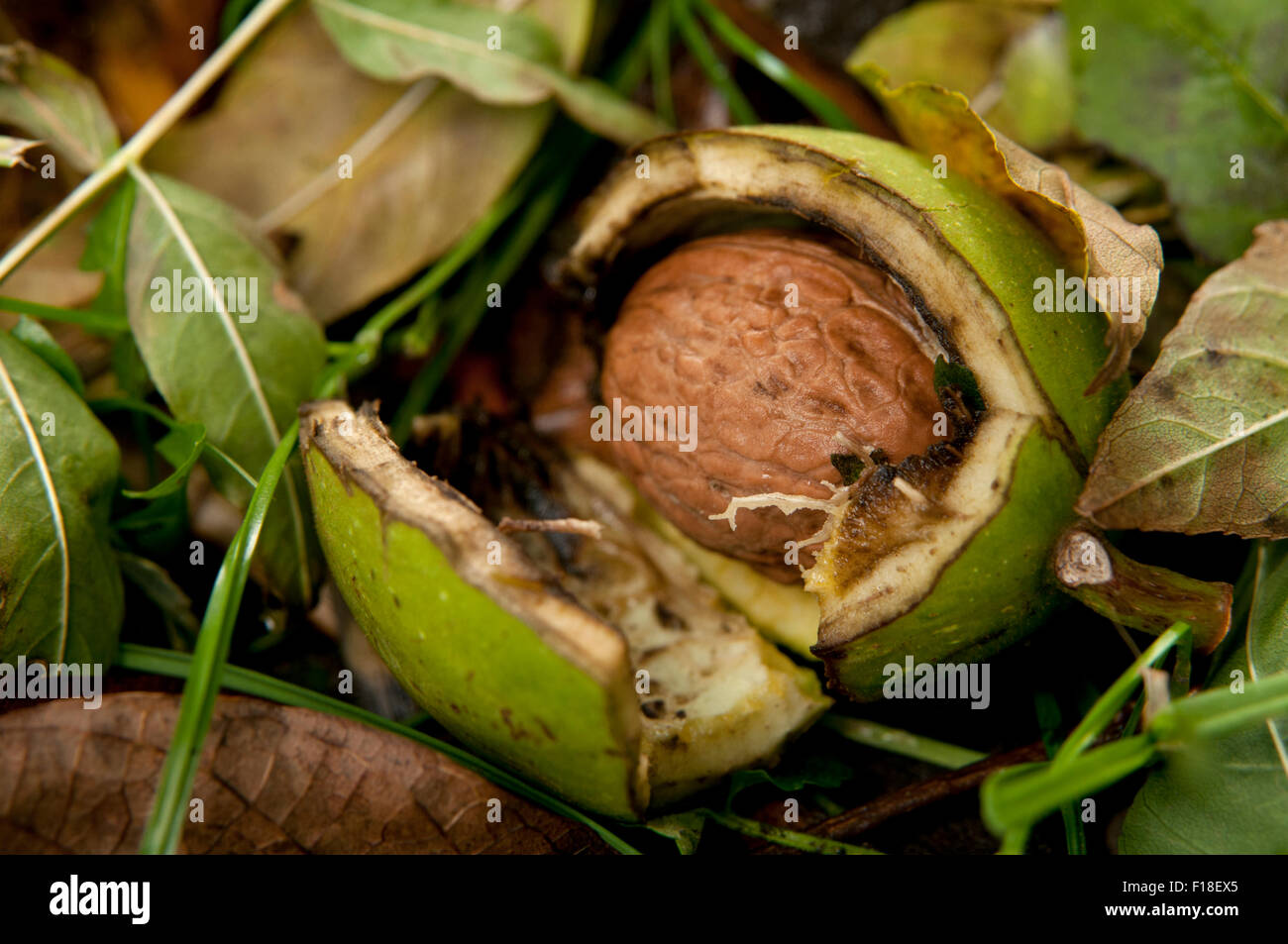 Bio walnut tree hi-res stock photography and images - Alamy