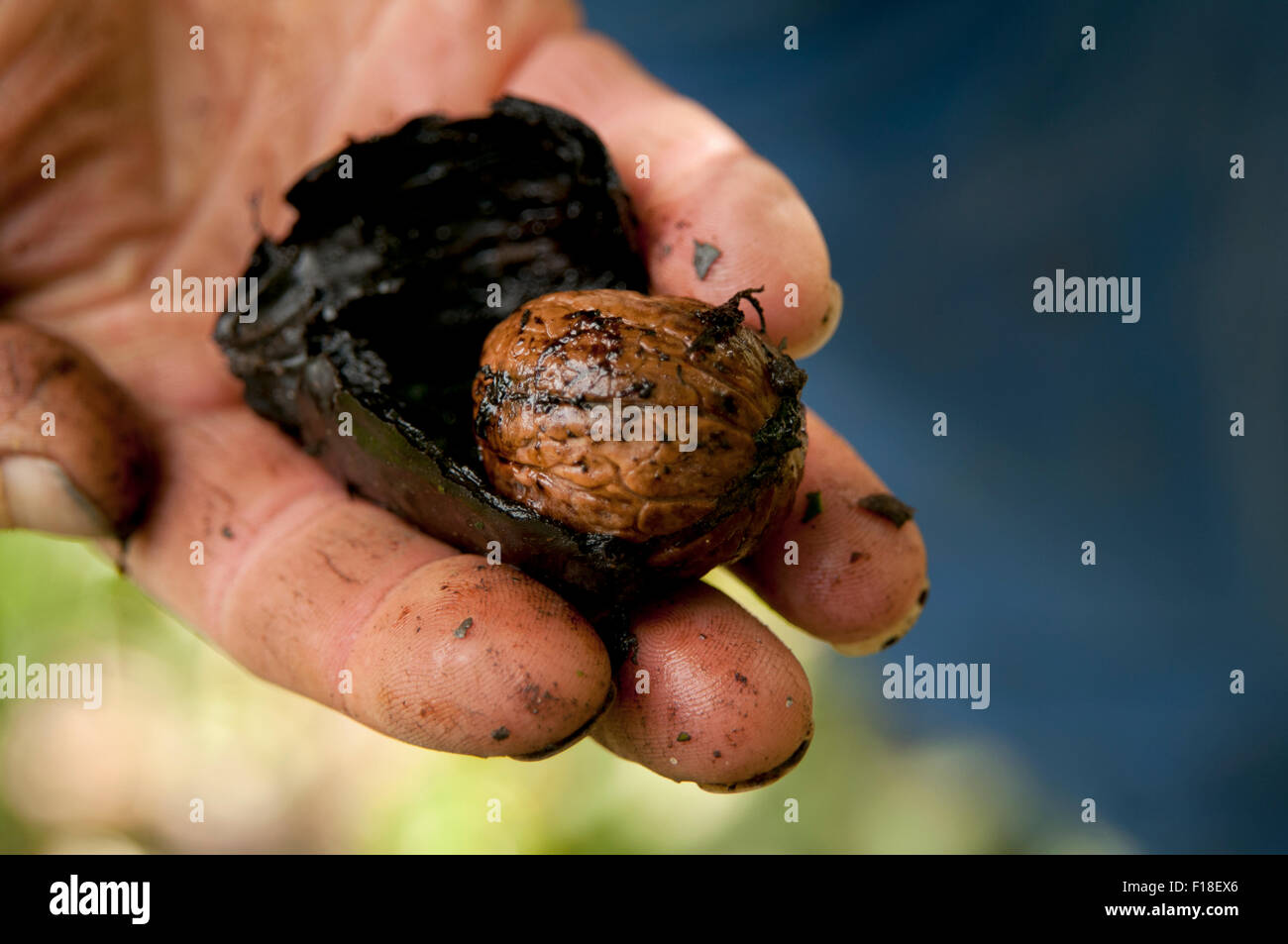 fresh walnuts from tree Stock Photo - Alamy