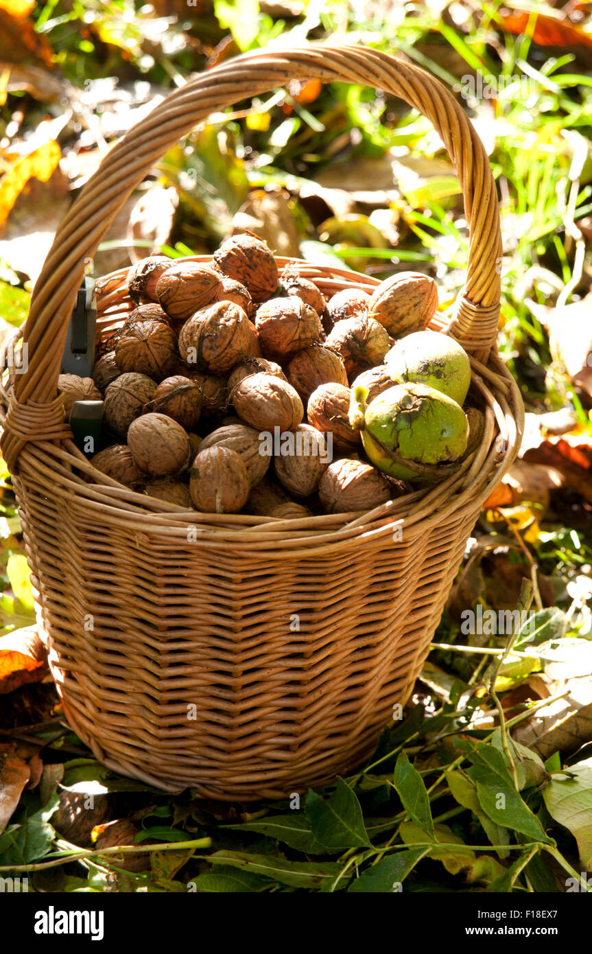 Walnut garden hi-res stock photography and images - Alamy