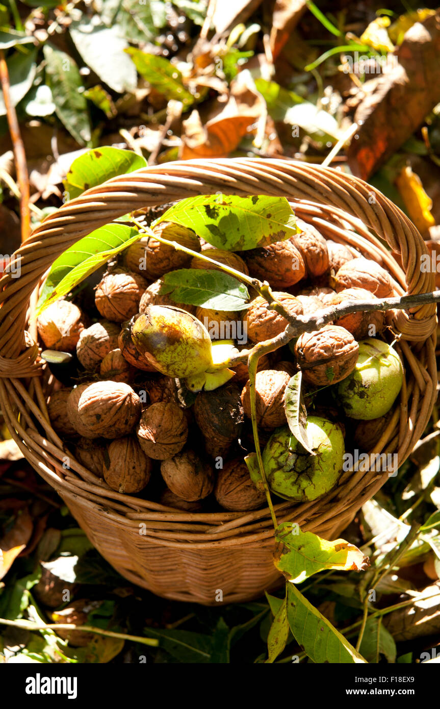 Bio walnut tree hi-res stock photography and images - Alamy