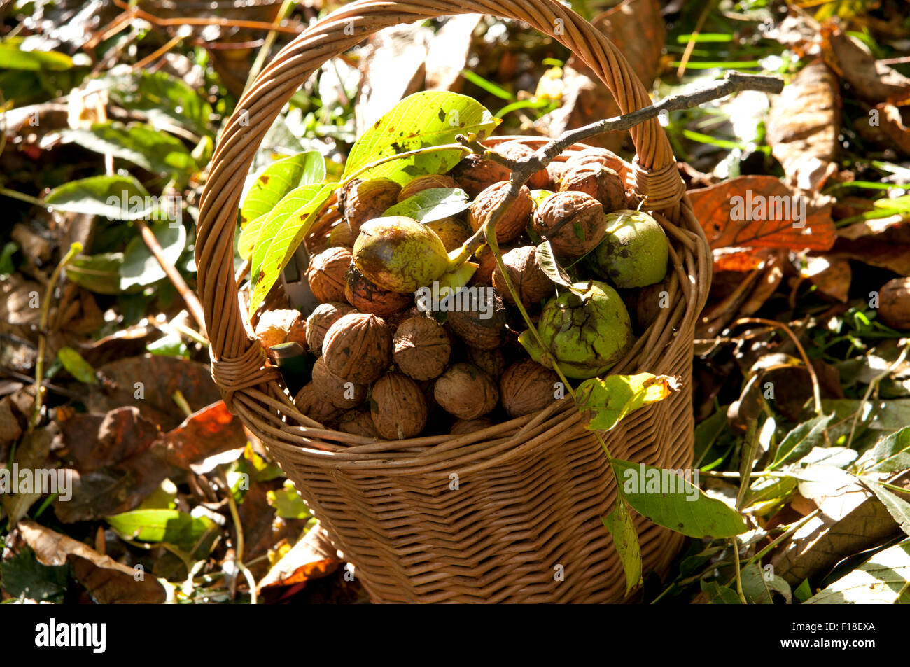 Bio walnut tree hi-res stock photography and images - Alamy