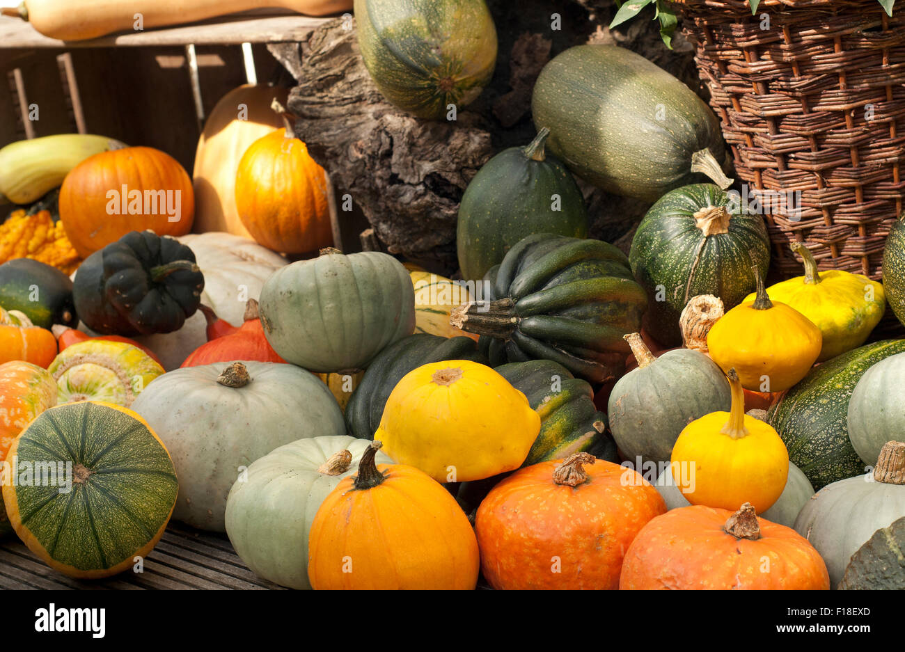 mixed variety of pumpkins Stock Photo - Alamy