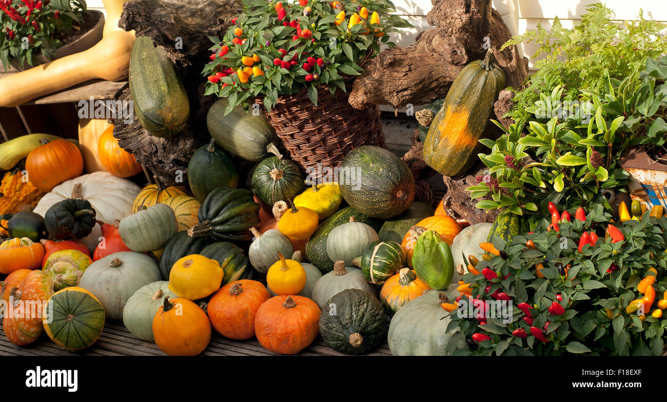 mixed variety of pumpkins Stock Photo - Alamy