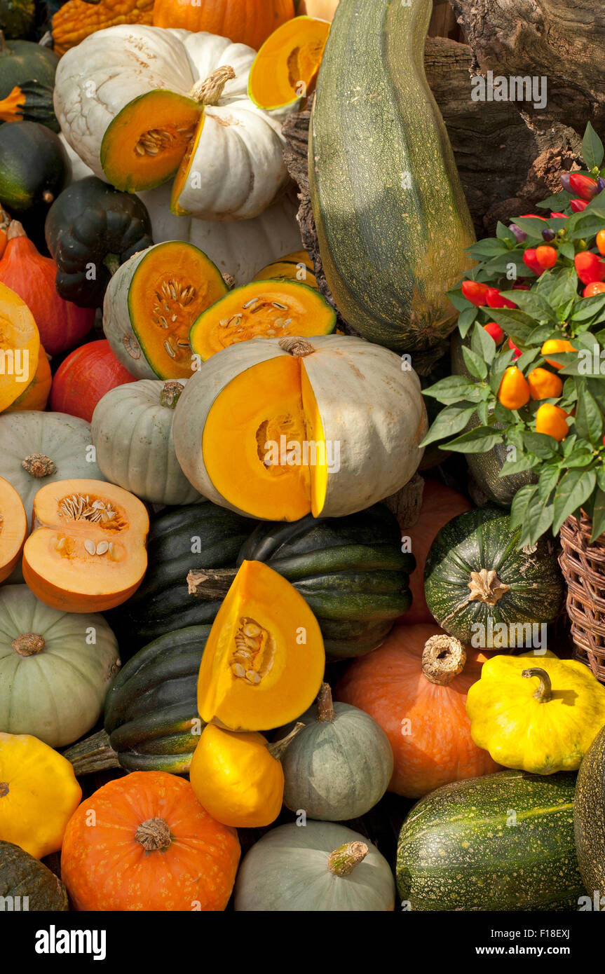 mixed variety of pumpkins Stock Photo - Alamy
