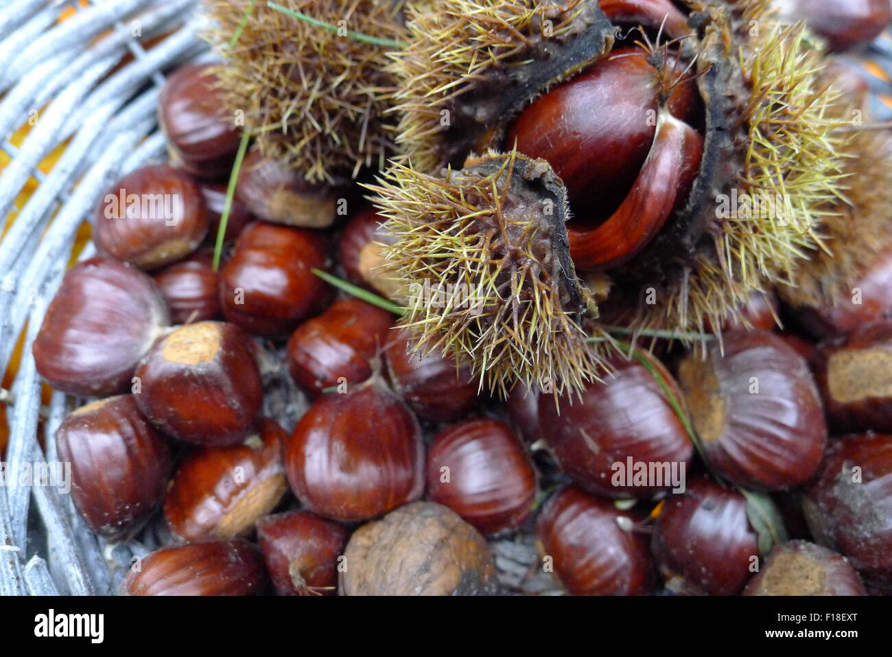 Fresh chestnuts in basket Stock Photo - Alamy