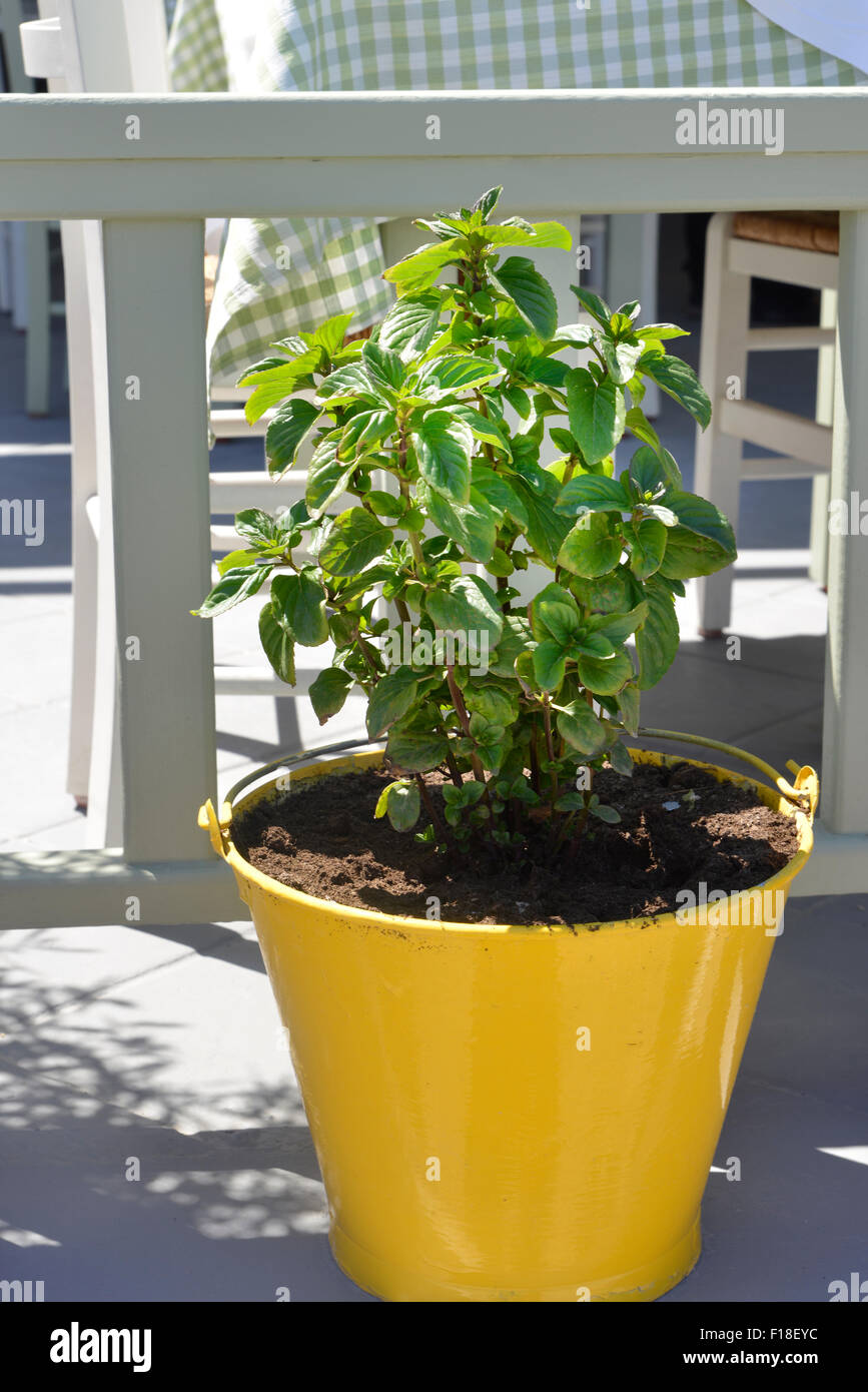 Mint in a yellow bucket Stock Photo - Alamy