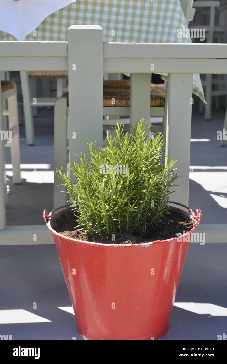 rosemary in a red bucket Stock Photo - Alamy