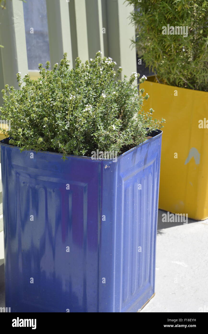 fresh Thyme in a blue tin Stock Photo - Alamy