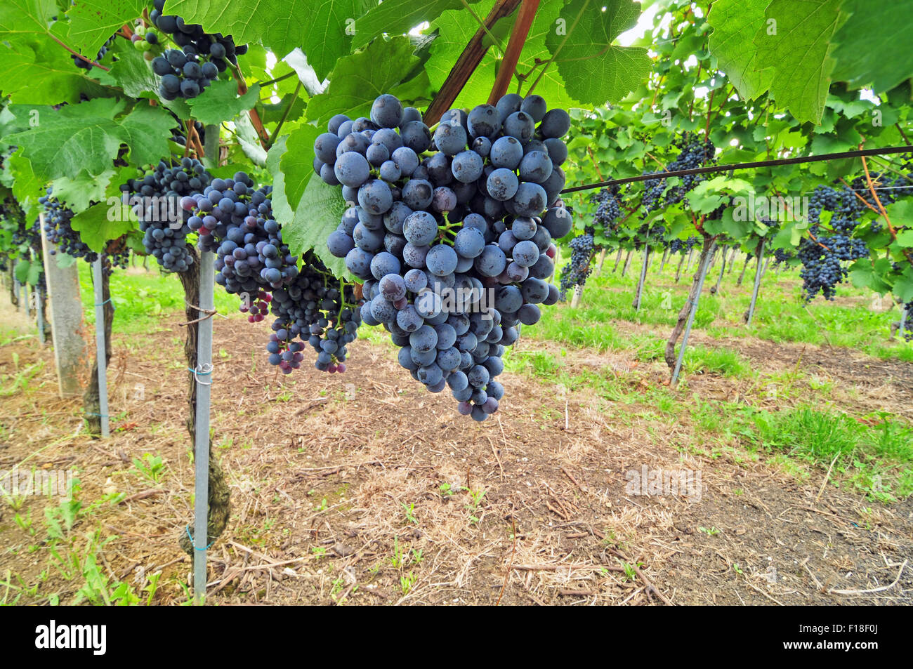 Blaufrankisch grapes hi-res stock photography and images - Alamy