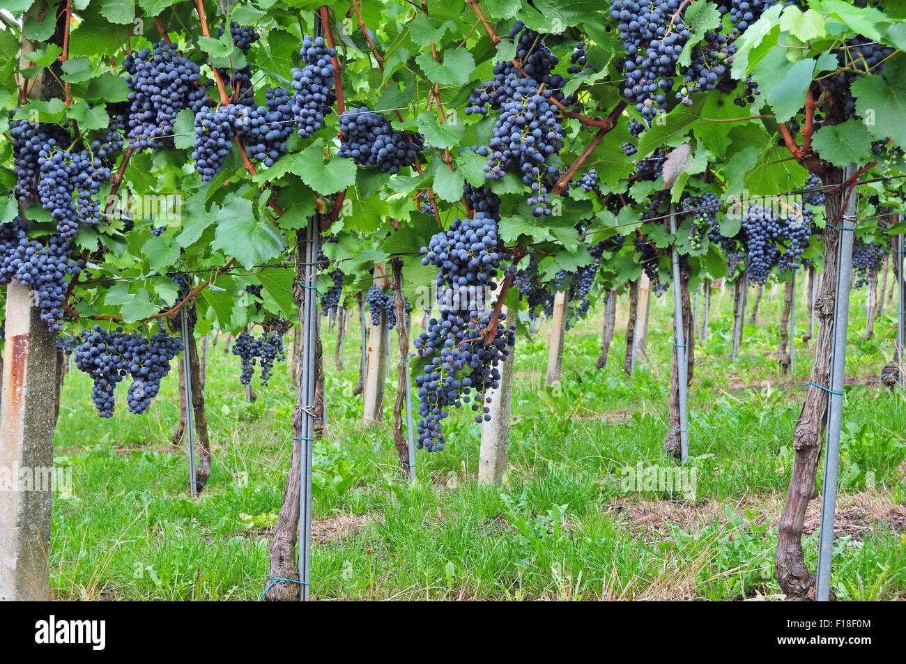 Blaufrankisch grapes hi-res stock photography and images - Alamy