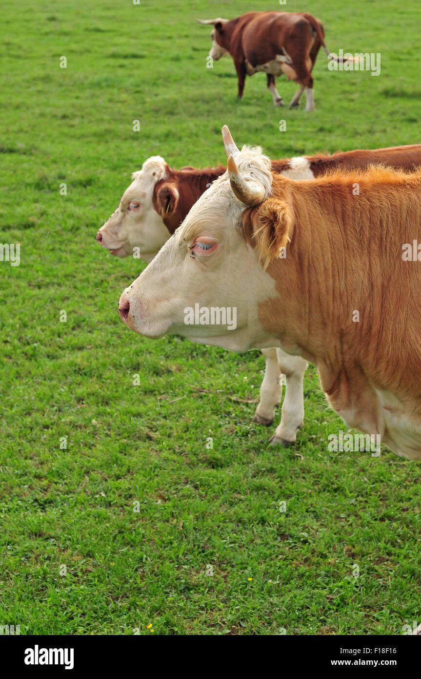Photo of three cows in a field Stock Photo - Alamy