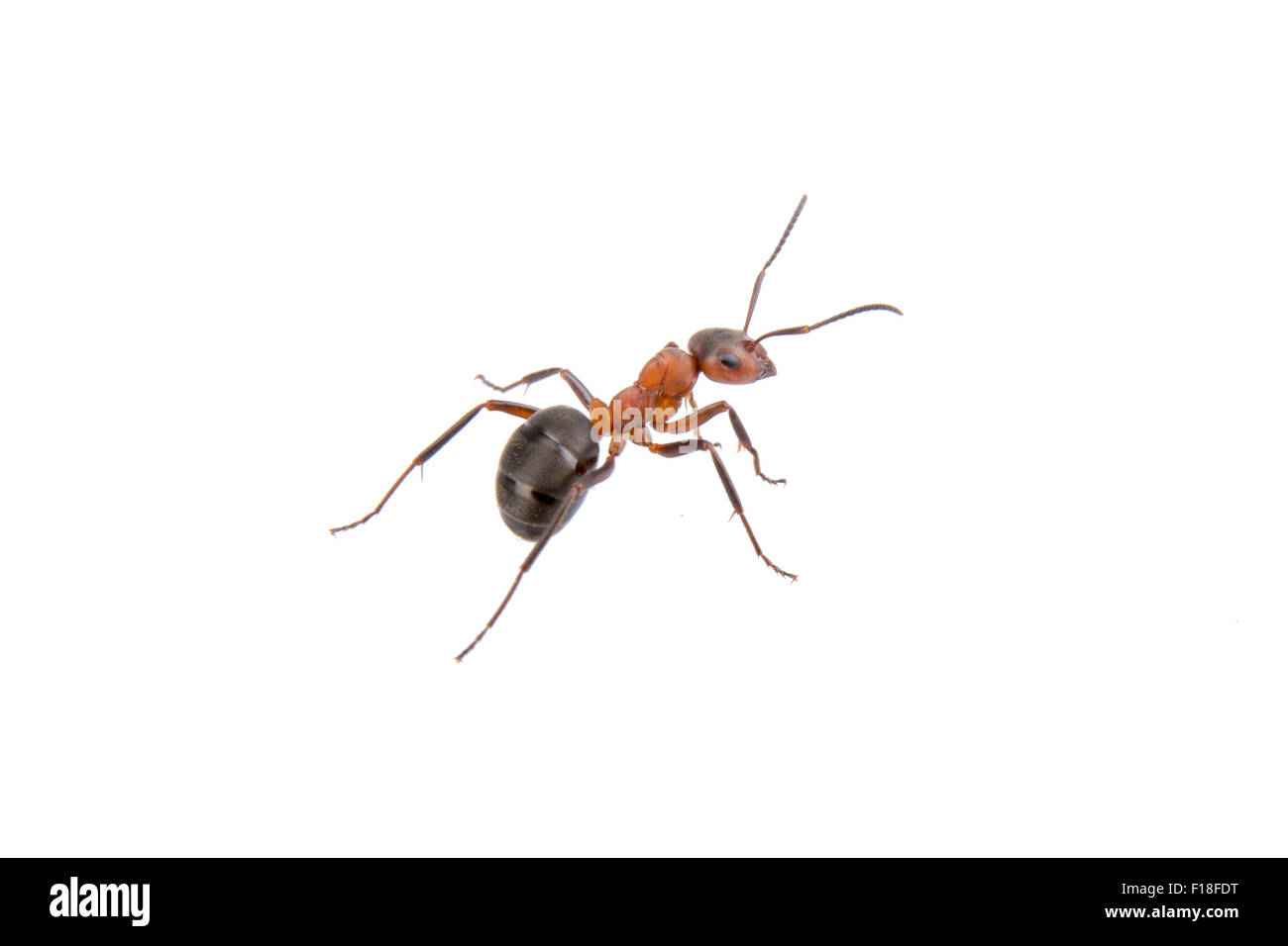 Brown ant isolated on a white background Stock Photo - Alamy
