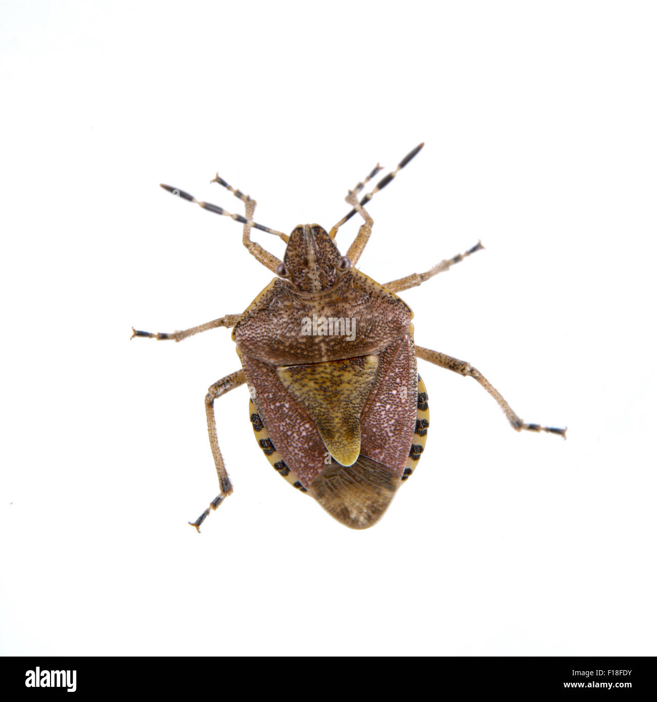 Brown shield bug isolated on a white background Stock Photo - Alamy