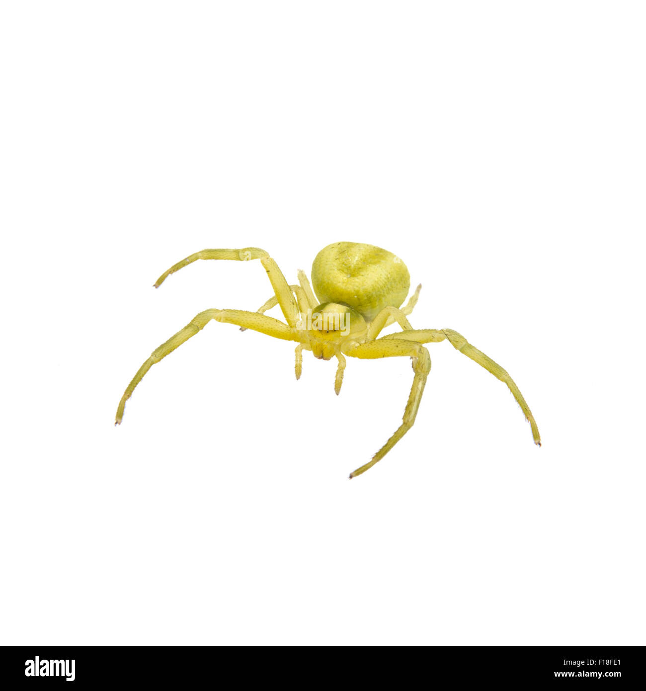 Green spider hi-res stock photography and images - Alamy