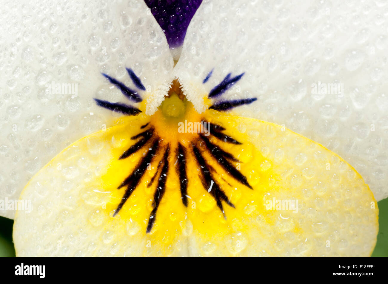 closeup pansy flower in spring Stock Photo - Alamy