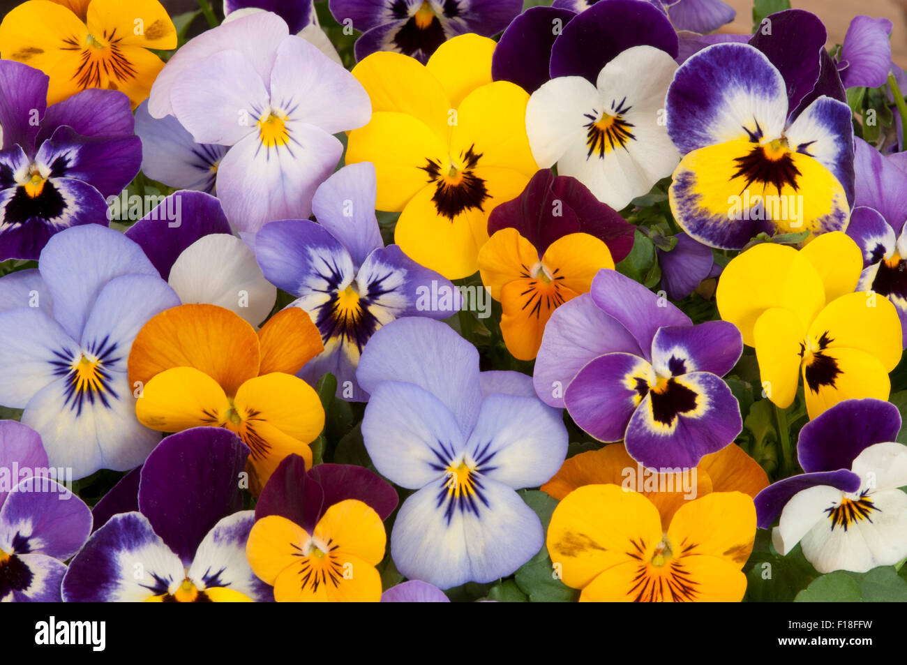 mixed colors of pansies in garden Stock Photo - Alamy
