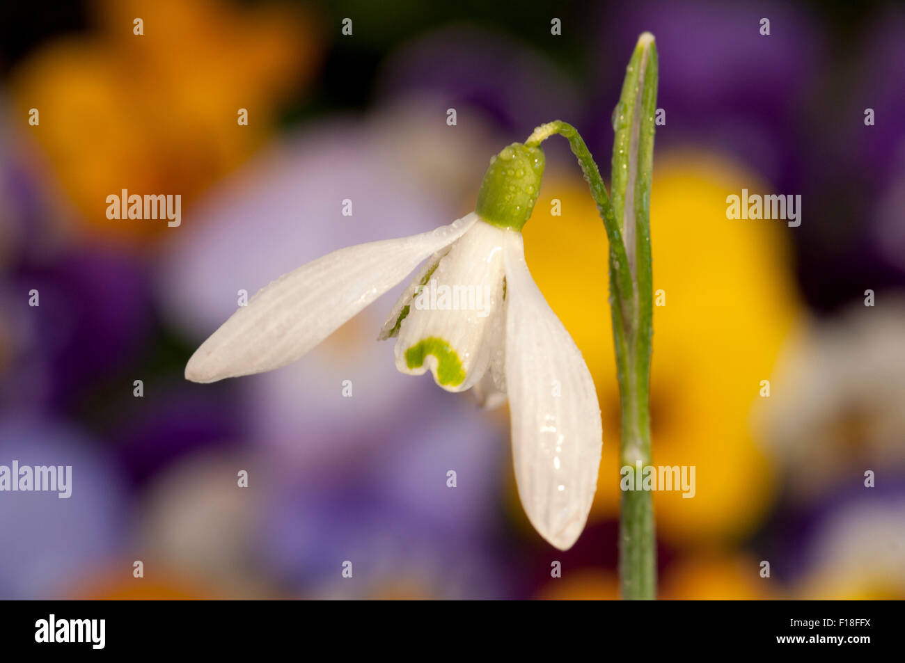 snowdrop with water drops with pansies in the background Stock Photo ...
